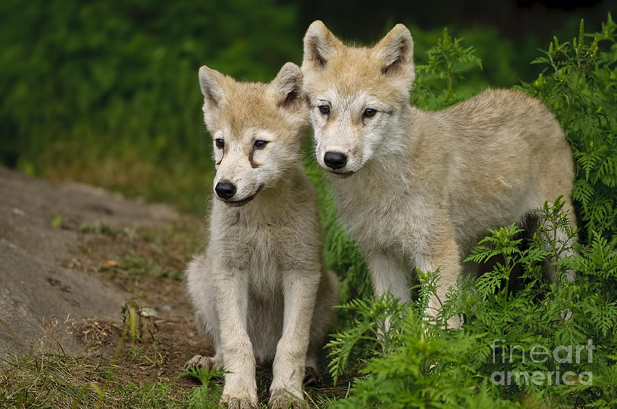 Arctic Wolf Puppies Photograph by Wolves Only
