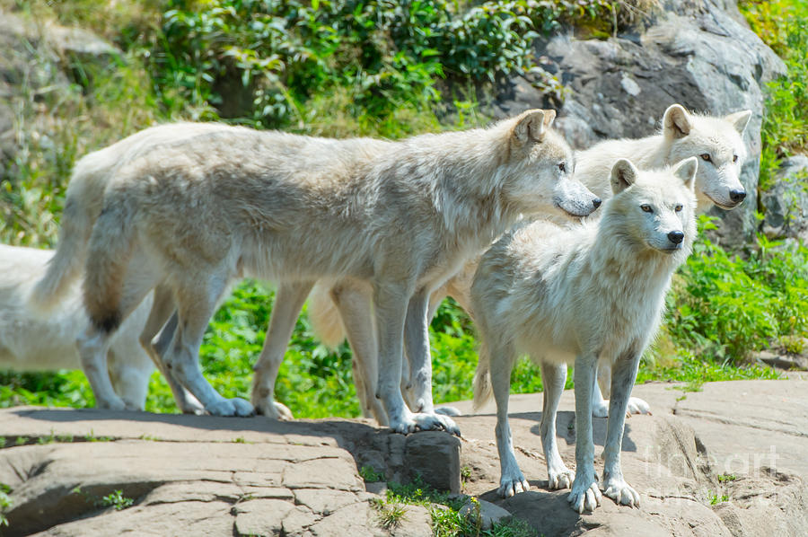 Arctic Wolves Photograph by Robert McAlpine - Pixels