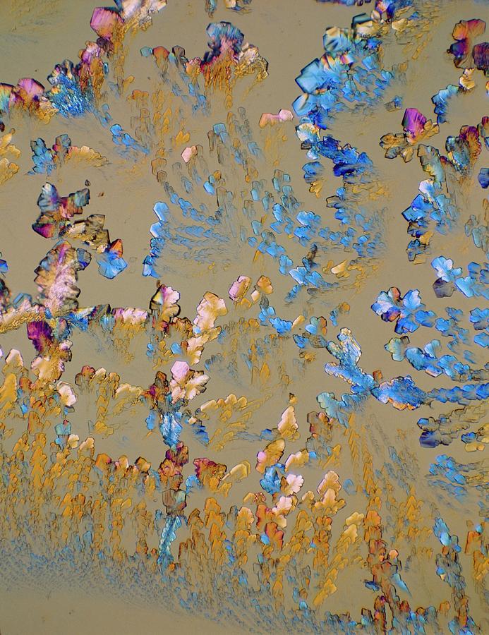 Arginine Crystals Photograph by Astrid & Hanns-frieder Michler/science Photo Library - Pixels