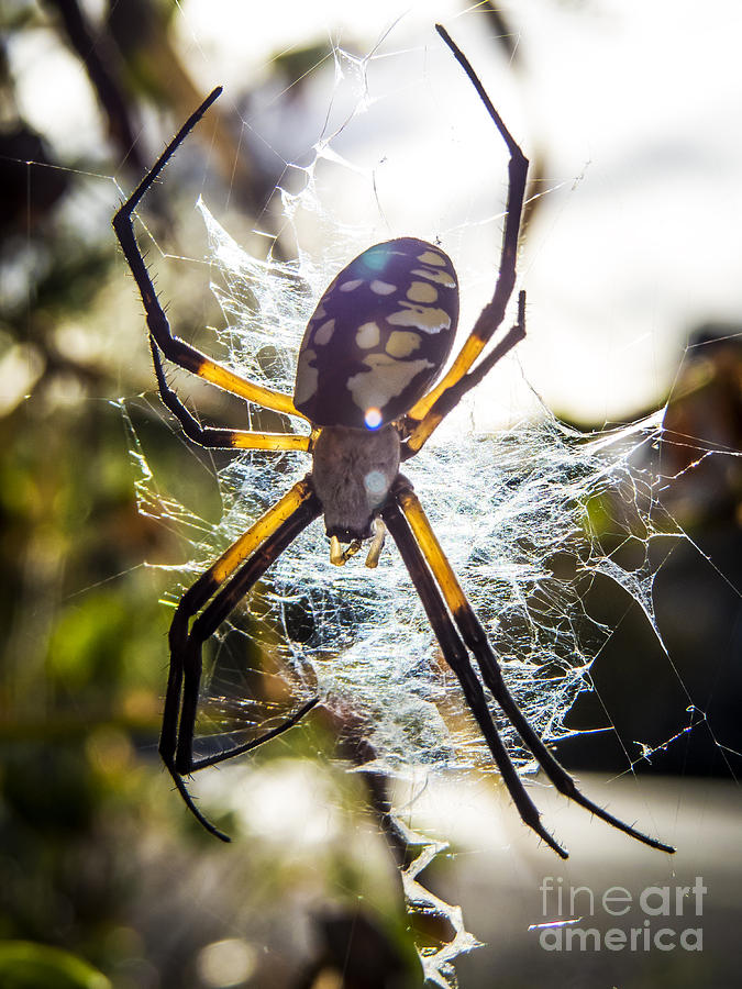 Argiope 2 Photograph by Jon Munson II | Pixels