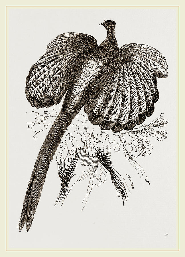 Argus Pheasant Drawing by Litz Collection - Fine Art America
