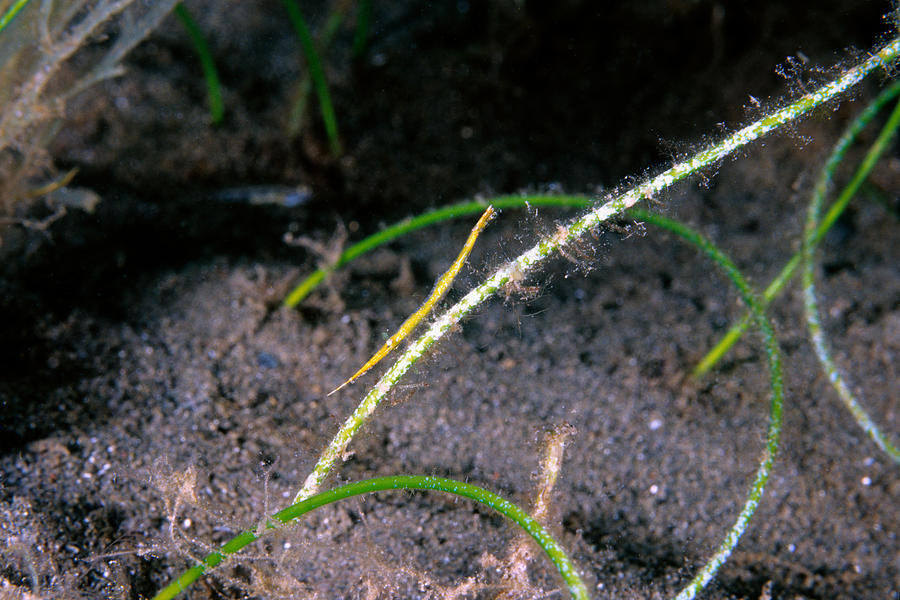 Arrow Shrimp Photograph by Andrew J. Martinez - Pixels Arrow Shrimp Photograph by Andrew J. Martinez - Pixels