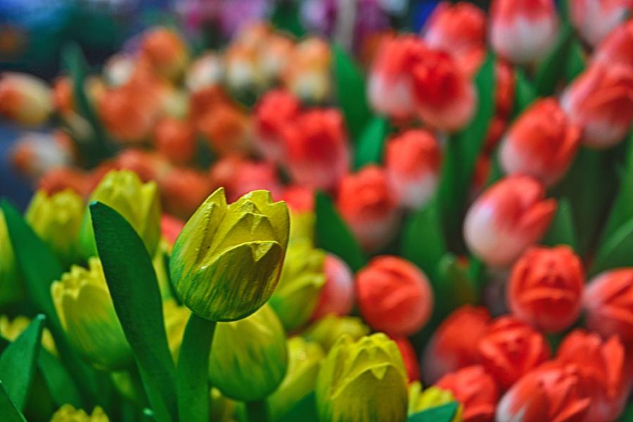 Art tulip Photograph by Louisiana Photography - Fine Art America