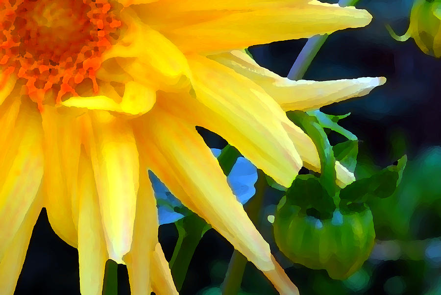 Artistic Bloom-5 Photograph by Robert Perry - Fine Art America