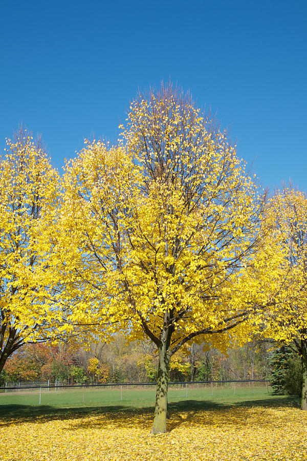 Ash Tree Photograph by Craig Walker - Fine Art America