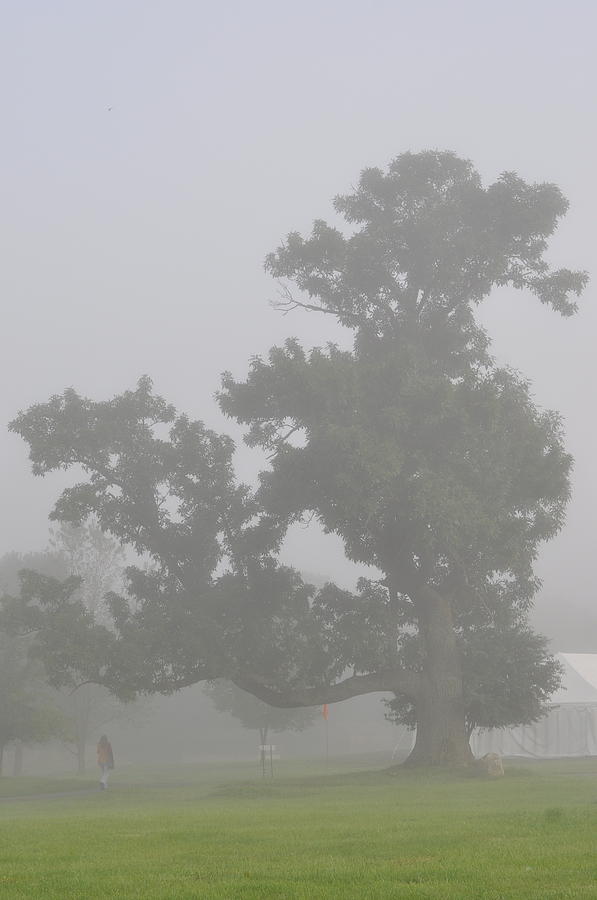 Ashram Tree Photograph by David Flitman - Fine Art America