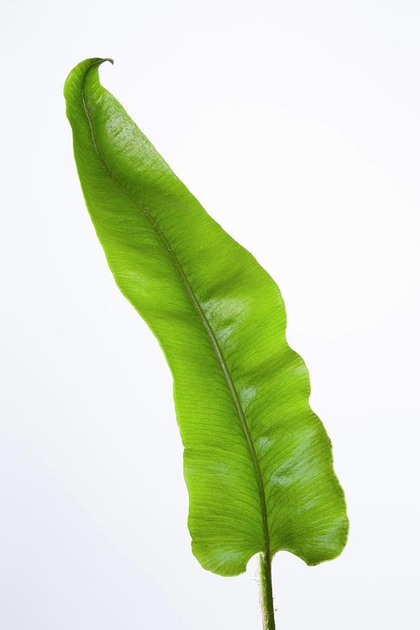 Asplenium Scolopendrium Leaf Photograph by Pascal Goetgheluck / Science ...
