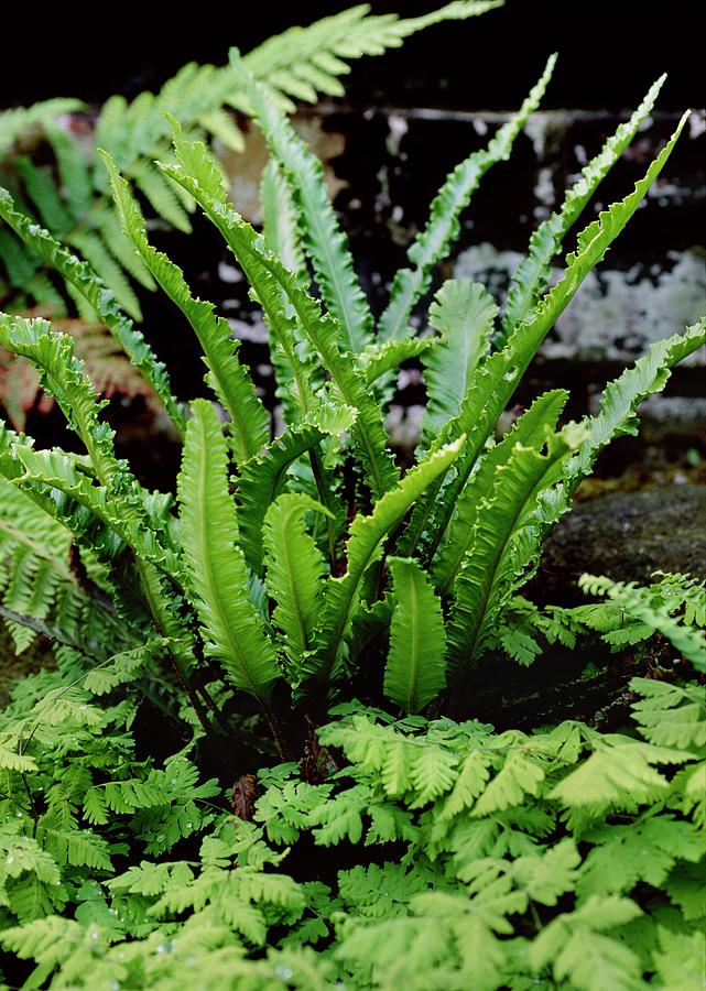 Asplenium Scolopendrium Muricatum. Photograph by Science Photo Library ...