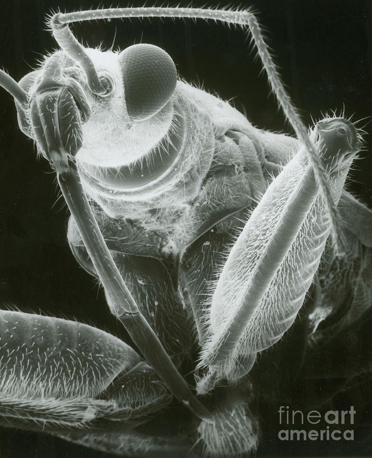 Assassin Bug, Sem Photograph by David M. Phillips - Fine Art America