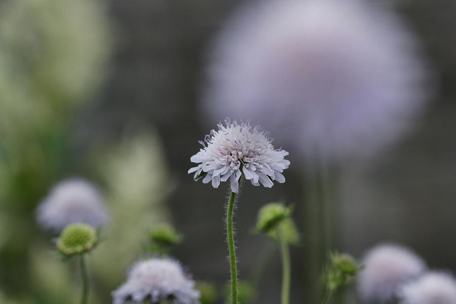 Assertiveness Photograph by Jen Tiller