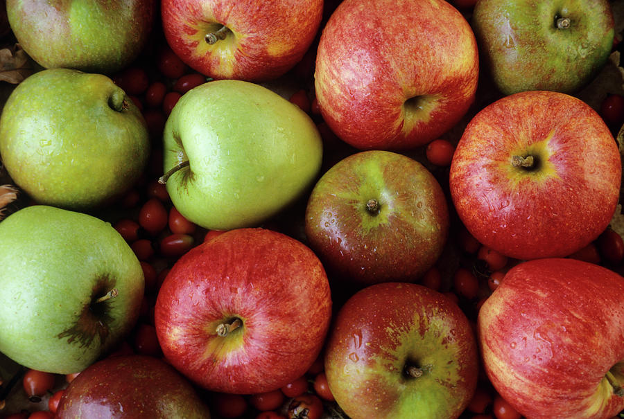 Assorted Apples Photograph by Ann Pickford/science Photo Library - Pixels
