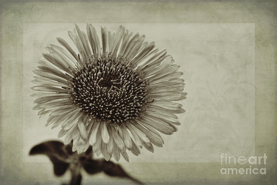 Aster with Textures Photograph by John Edwards