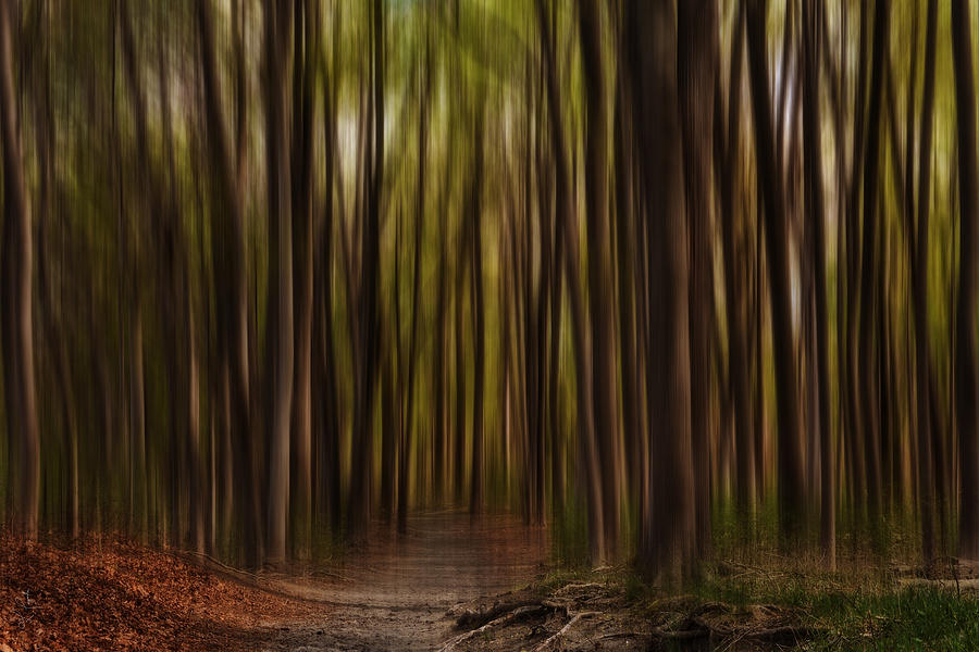 Astray- Walking Path Art Photograph by Lourry Legarde - Pixels
