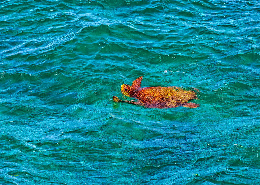 Atlantic Green Sea Turtle Photograph by John M Bailey - Fine Art America