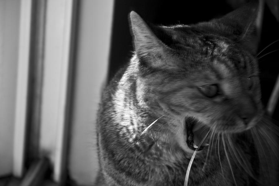 Attack Cat Photograph by Amanda McCaslin - Fine Art America