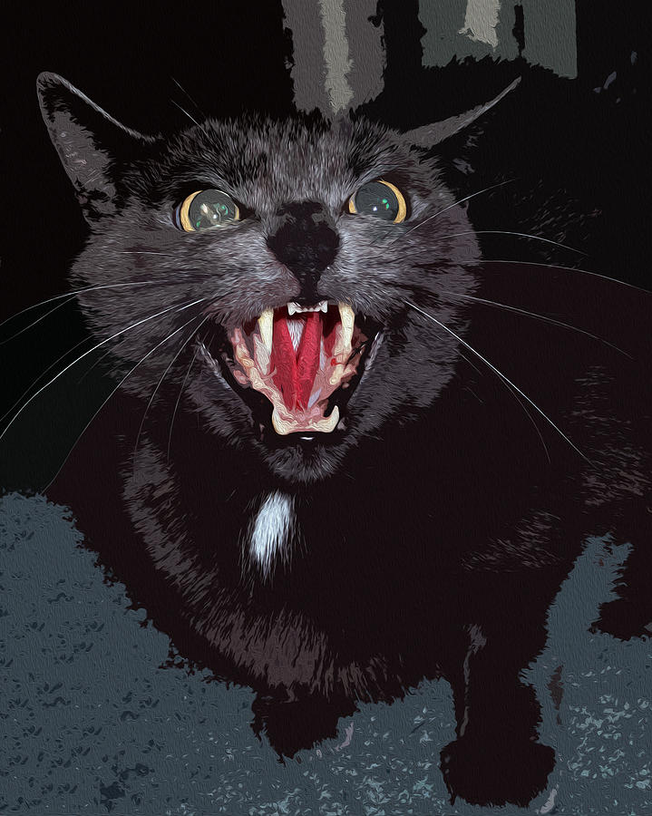 Attack Cat Digital Art by Michael Wolf - Fine Art America