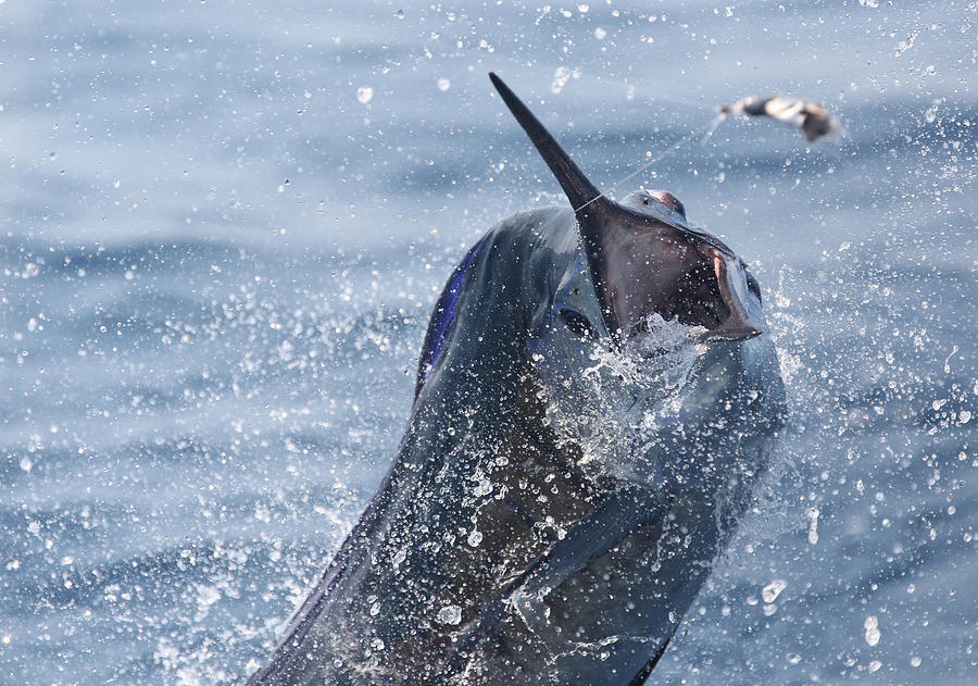 Attack Photograph by Larry Gury - Fine Art America