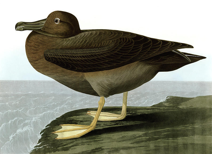 Audubon Albatross Painting by Granger - Fine Art America