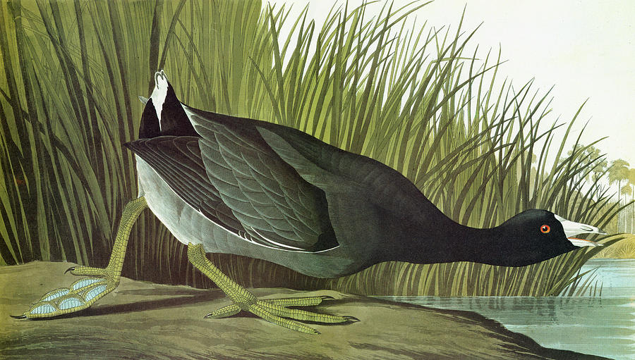 Audubon Coot Painting by Granger | Pixels