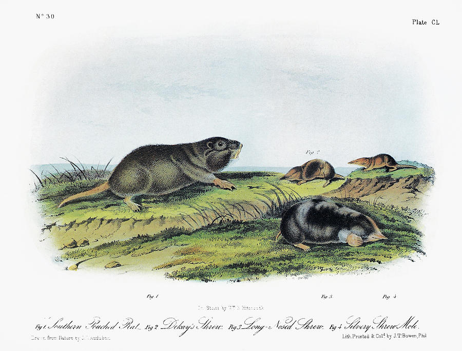 Audubon Gopher And Mole Painting by Granger - Pixels