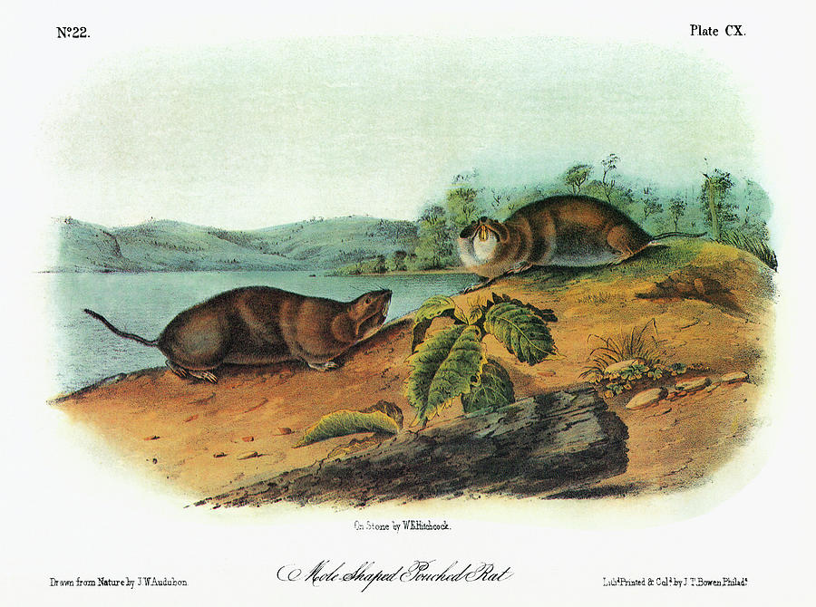 Audubon Gopher Painting by Granger - Pixels