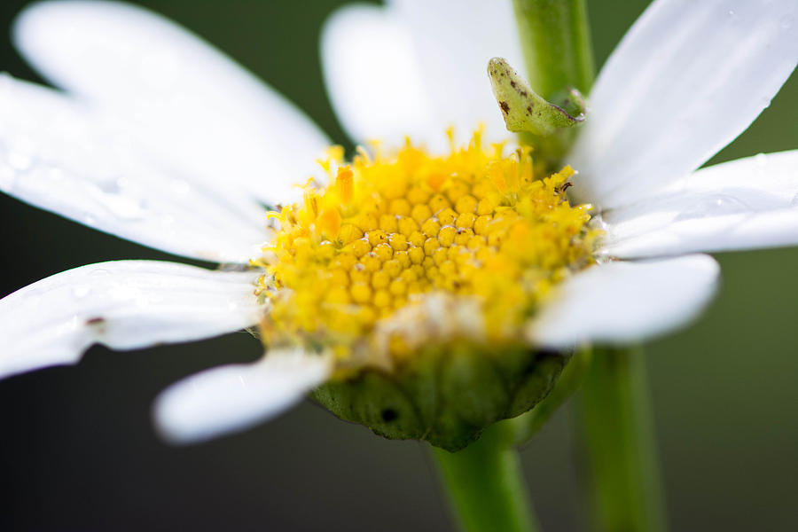 August Daisy Photograph by Blake Wallace - Fine Art America