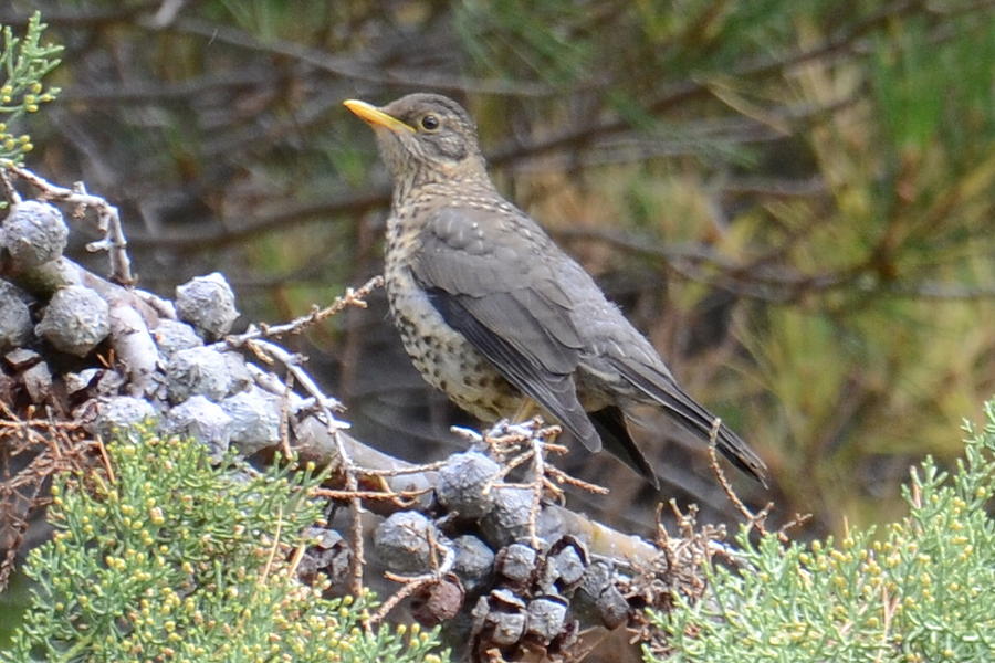 Austral Thrush Photograph by Jeff Chase - Fine Art America
