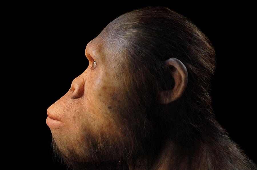 Australopithecus Africanus Model Photograph by P.plailly/e.daynes ...