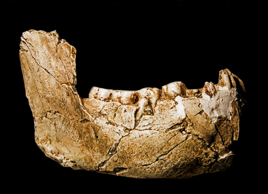 Australopithecus Boisei, Lower Jaw Photograph by Millard H. Sharp ...