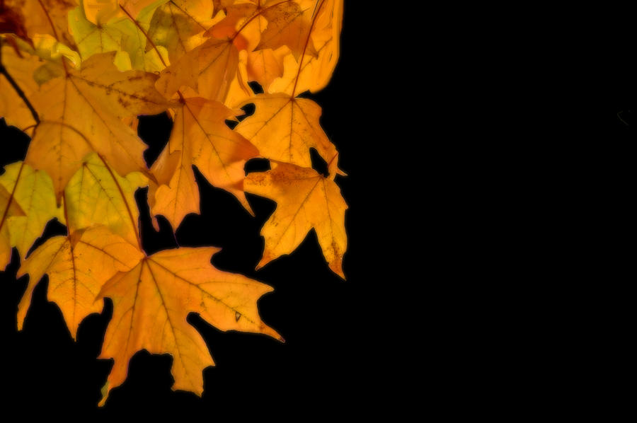 Autumn Color Solid Background Photograph by Paul Pecora
