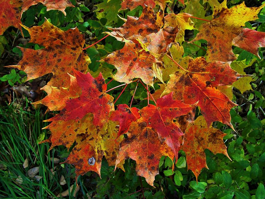 Autumn Leaf Cluster Photograph by Rory Cubel - Fine Art America
