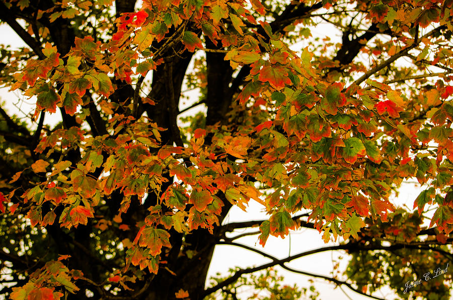 Autumn Leaves Photograph by Jaime Lind - Fine Art America