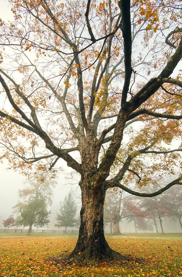 Autumn Maple Photograph by Malcolm MacGregor - Fine Art America