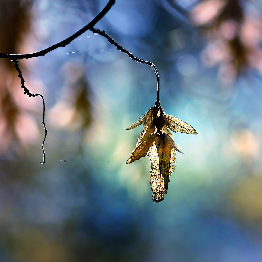 Autumn variations Photograph by Bronislava Vrbanova - Fine Art America