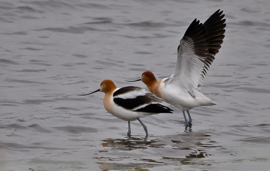 Avocets Photograph by Dave Weth - Fine Art America