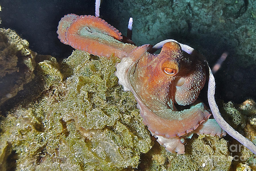 Aw I'm Blushing Photograph by Thomas Major - Pixels