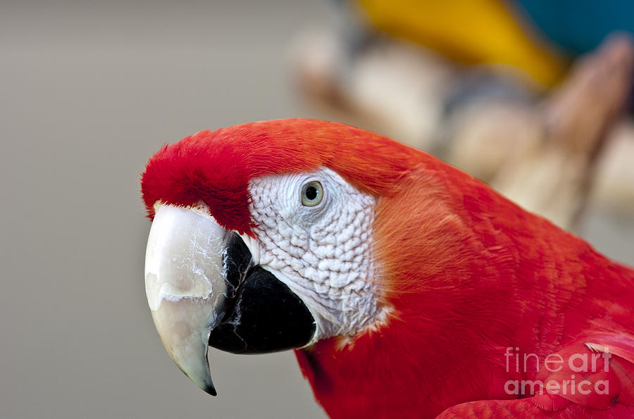 AWK Photograph by Karl Voss - Fine Art America