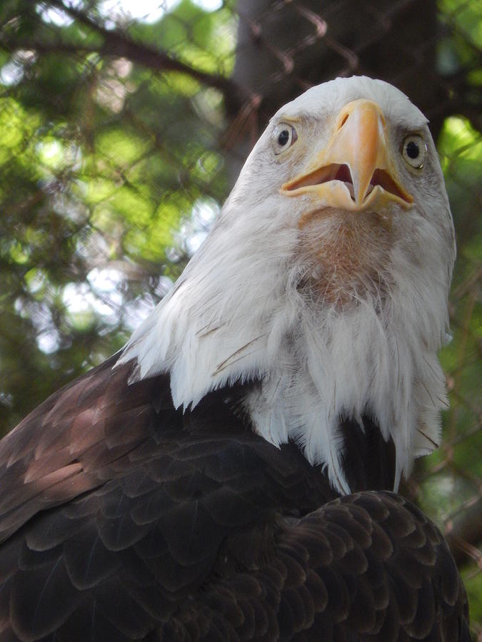 Awkward Eagle Photograph by Laura Elder - Fine Art America