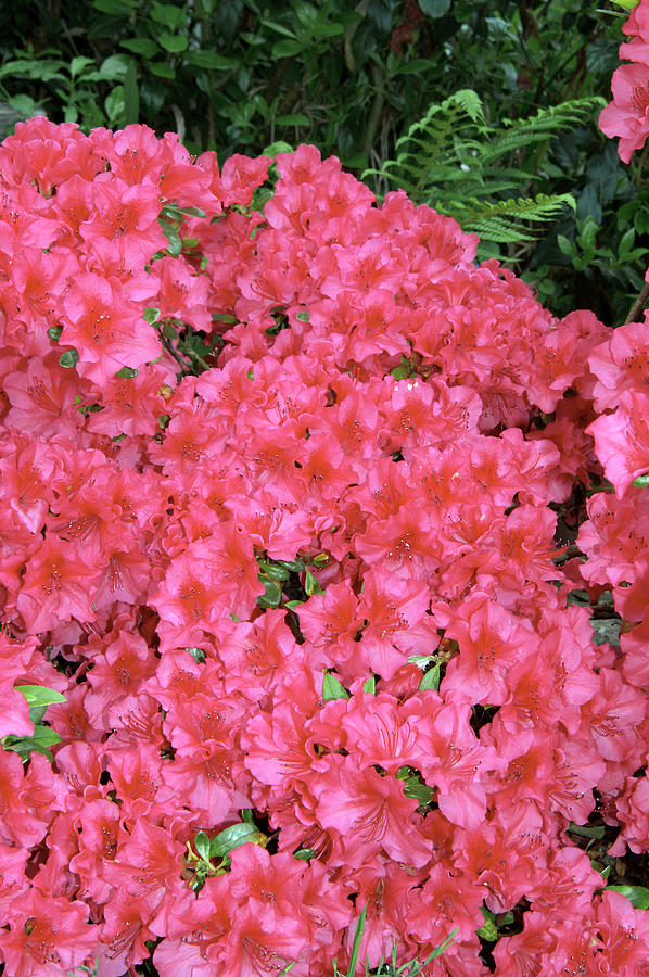 Azalea X Vuykiana 'vuyk's Scarlet' Photograph by Brian Gadsby/science ...