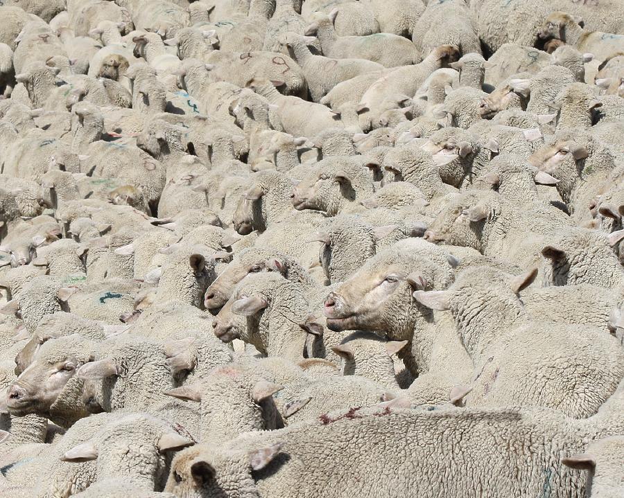 Baaa Photograph by Mark Eisenbeil - Fine Art America