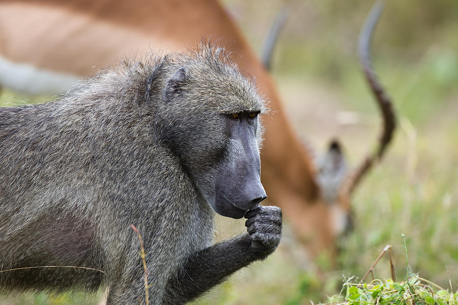 Baboon Thinking Photograph by John Morris - Fine Art America