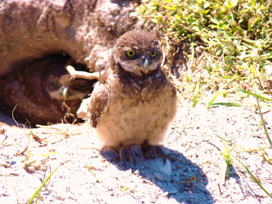 Baby Owl 2 Photograph by Van Ness - Pixels