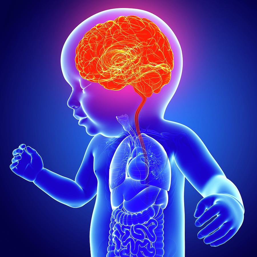 Baby's Brain Photograph by Pixologicstudio/science Photo Library - Fine ...