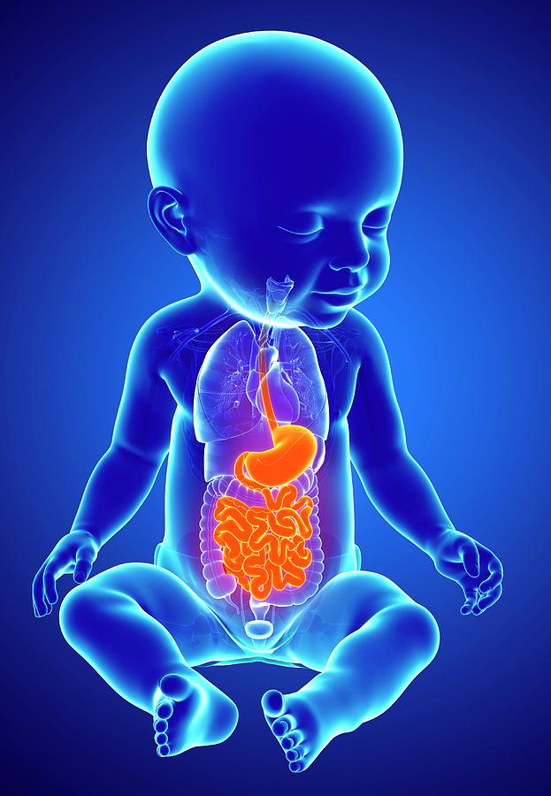 Baby's Digestive System Photograph by Pixologicstudio/science Photo ...