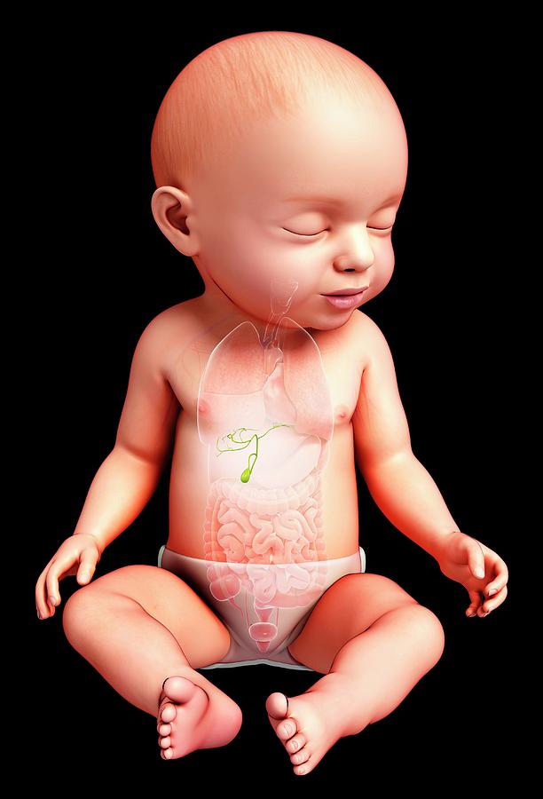 Baby's Gall Bladder by Science Photo Library
