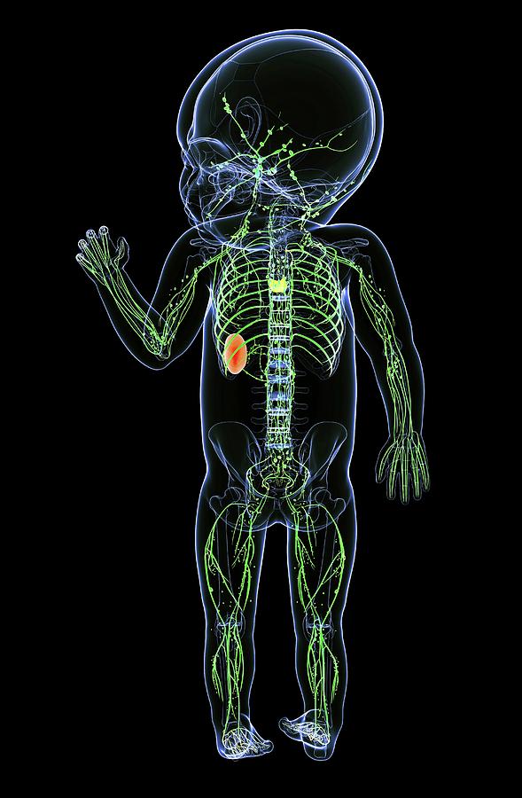 Baby's Lymphatic System by Science Photo Library