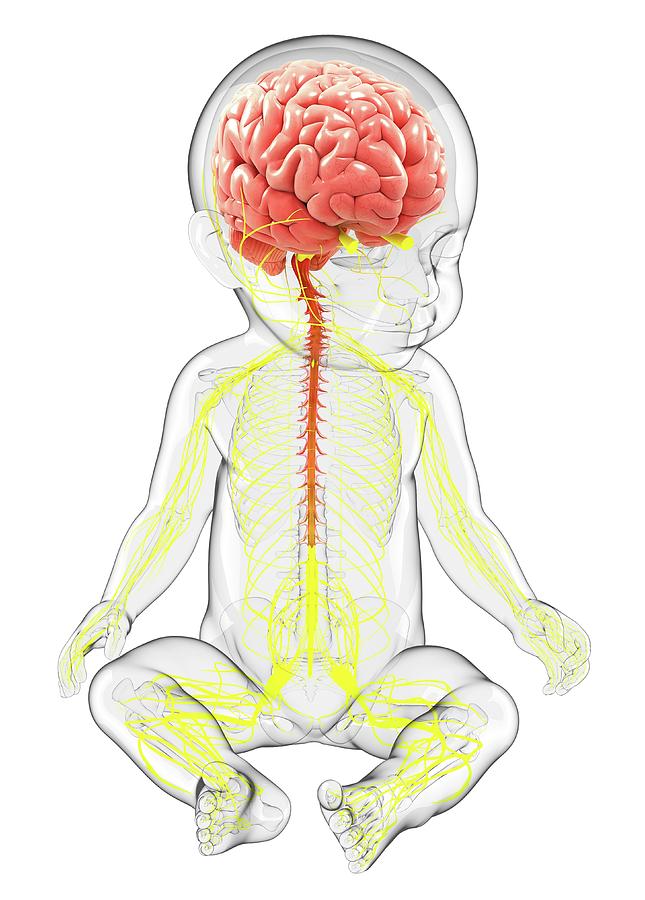 Baby's Nervous System Photograph by Pixologicstudio - Fine Art America