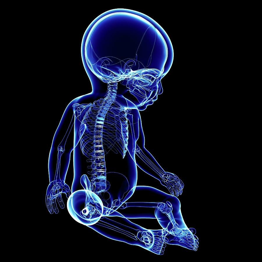 Baby's Skeletal System Photograph by Pixologicstudio - Fine Art America