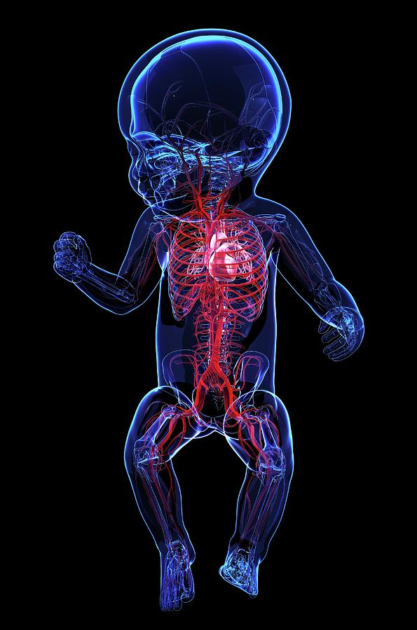 Baby's Vascular System by Science Photo Library