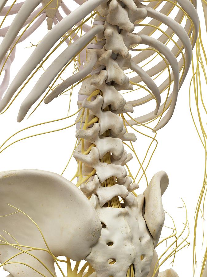 Back Bones And Nerves Photograph by Science Photo Library - Fine Art ...